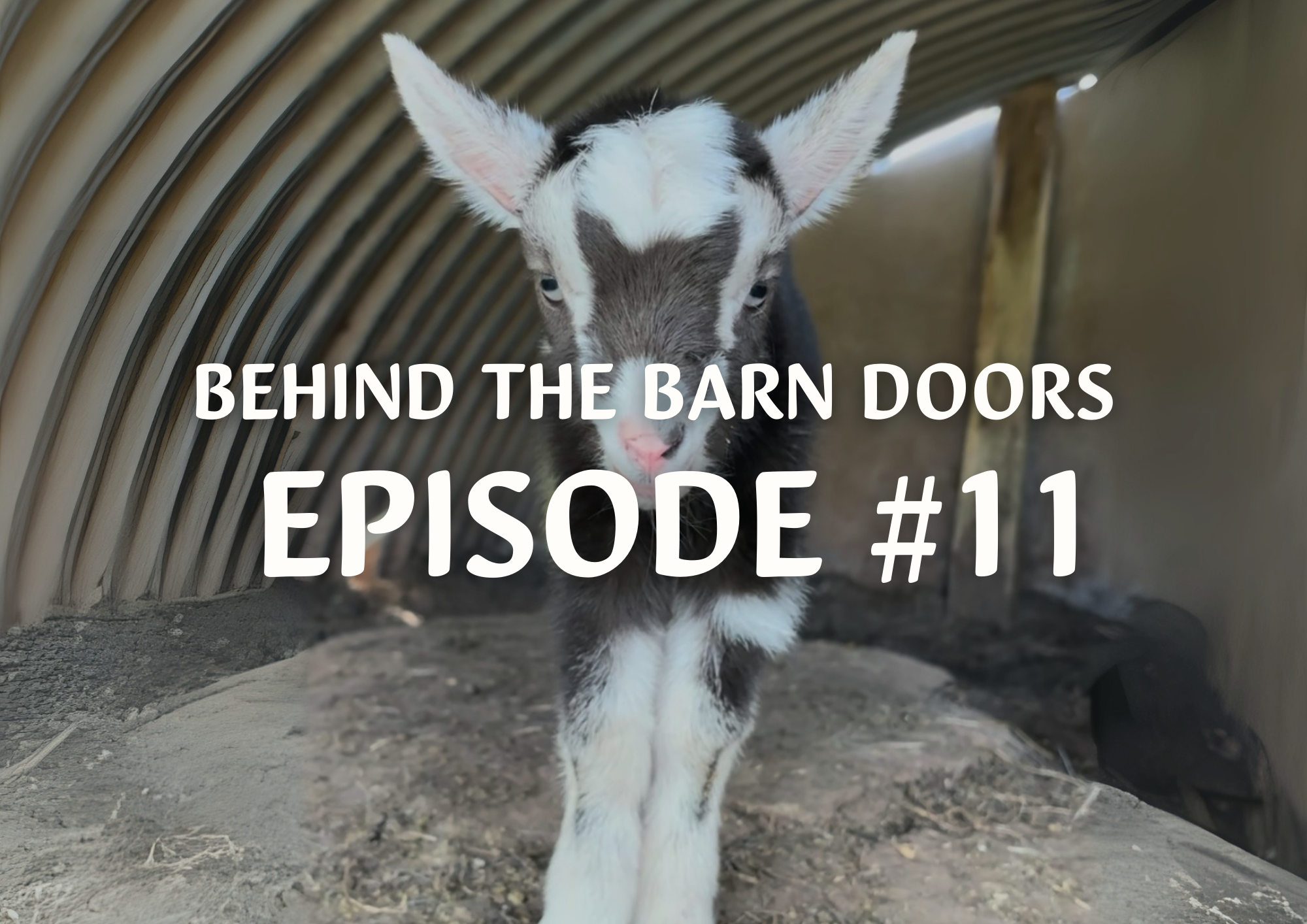 Behind The Barn Doors Episode 11: MEET THE NEWEST ARRIVALS